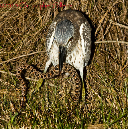 Yellow crowned night heron VS pygmy rattlesnake - Field Herp Forum