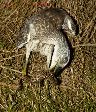 Yellow crowned night heron VS pygmy rattlesnake - Field Herp Forum