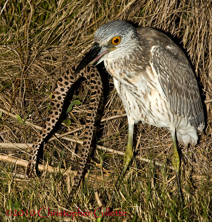 Yellow crowned night heron VS pygmy rattlesnake - Field Herp Forum