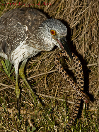 Yellow crowned night heron VS pygmy rattlesnake - Field Herp Forum