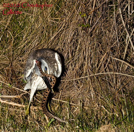 Yellow crowned night heron VS pygmy rattlesnake - Field Herp Forum