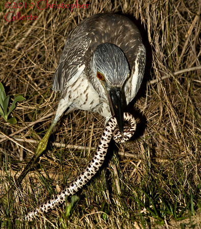 Yellow crowned night heron VS pygmy rattlesnake - Field Herp Forum