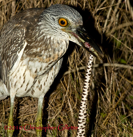 Yellow crowned night heron VS pygmy rattlesnake - Field Herp Forum