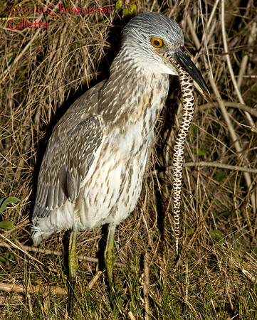 Yellow crowned night heron VS pygmy rattlesnake - Field Herp Forum
