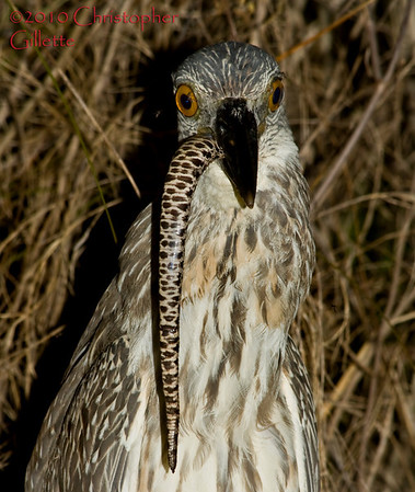 Yellow crowned night heron VS pygmy rattlesnake - Field Herp Forum
