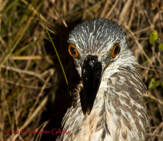 Yellow crowned night heron VS pygmy rattlesnake - Field Herp Forum